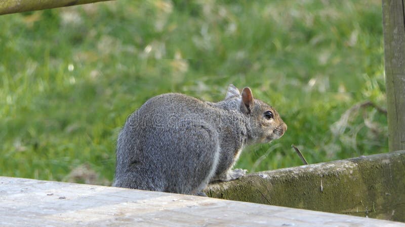 Grey Squirrel Searching for Food Stock Image - Image of hoards, flying ...