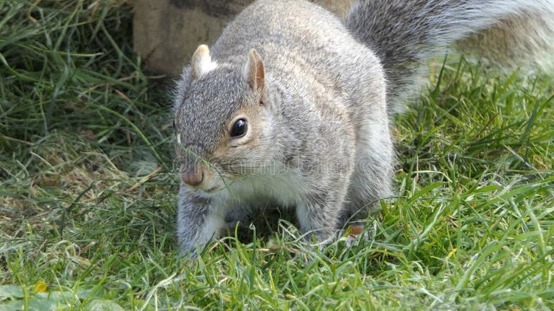 Grey Squirrel Searching for Food Stock Photo - Image of food, eartufts ...