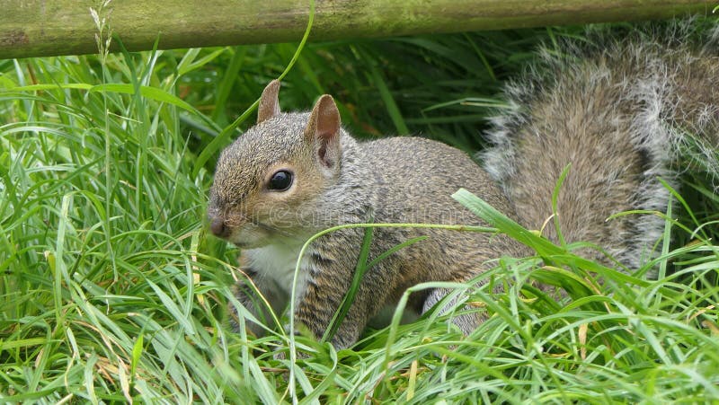 Grey Squirrel Searching for Food Stock Image - Image of giant, flying ...