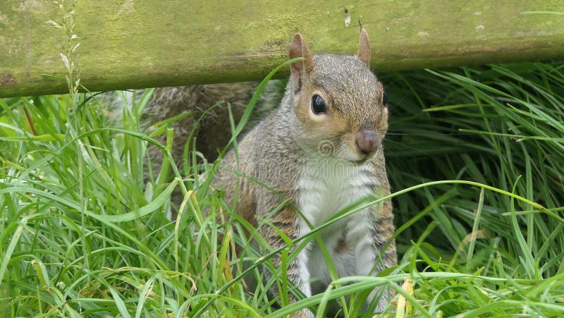 Grey Squirrel Searching for Food Stock Photo - Image of grey, feeder ...