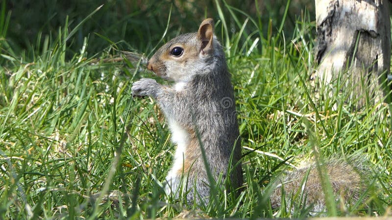 Grey Squirrel Searching for Food in Tree Stock Image - Image of ...