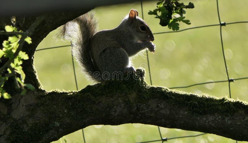 Grey Squirrel Searching for Food in Tree Stock Photo - Image of ...