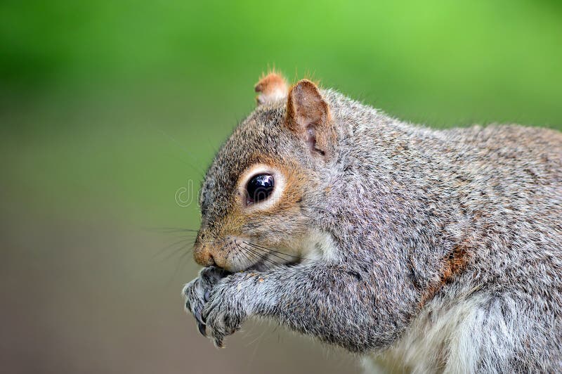Squirrel Side View on a Roof Stock Photo - Image of squirrel, rodent ...