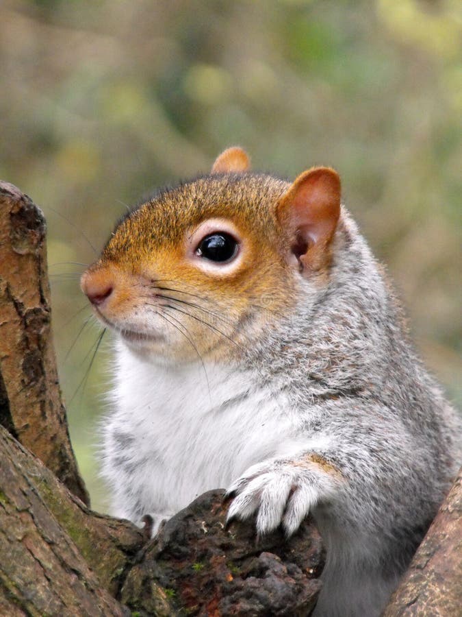 Squirrel Side View on the Grass Central Park New York City Usa Stock ...