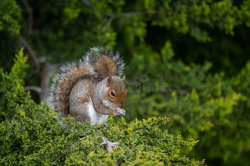 A Grey Squirrel Sitting in a Tree with Paws in Front Stock Photo ...