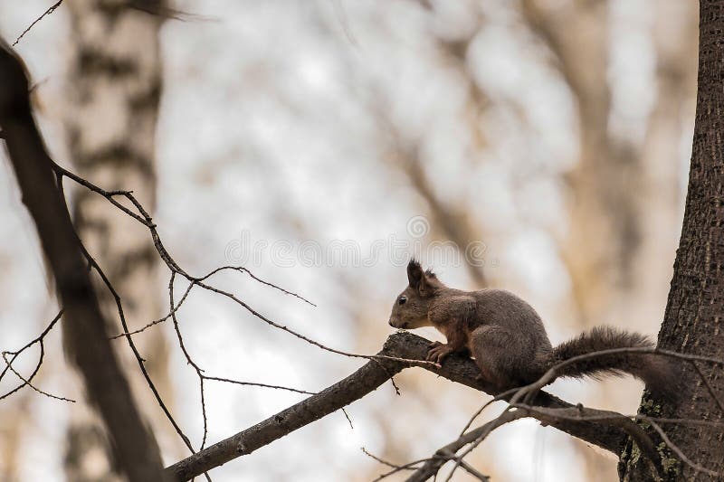 Grey Squirrel stock photo. Image of park, small, wild - 47036818