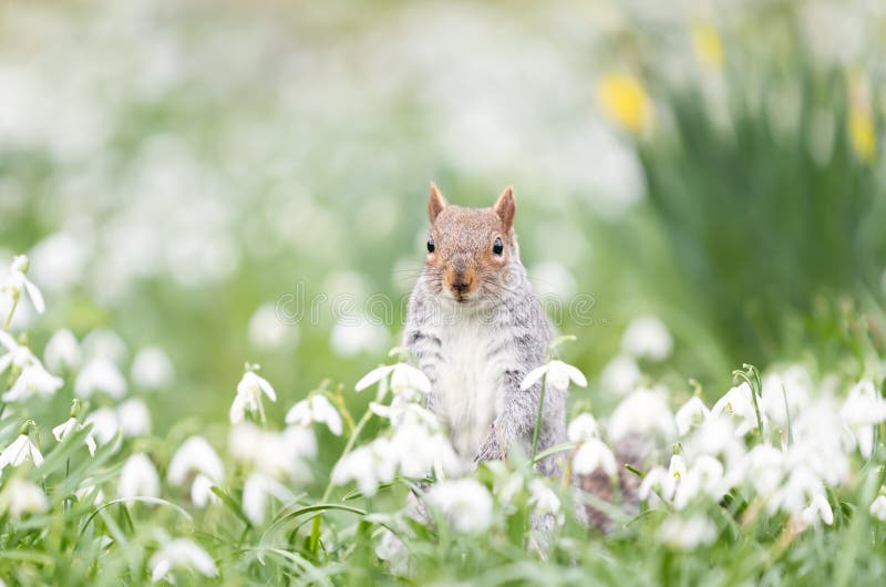 Grey Squirrel in Snowdrops, Spring in UK Stock Image - Image of ...