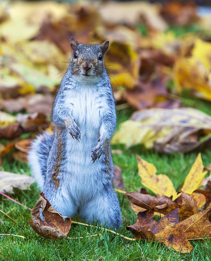 Grey Squirrel Standing in Fall Leaves Stock Image - Image of green ...