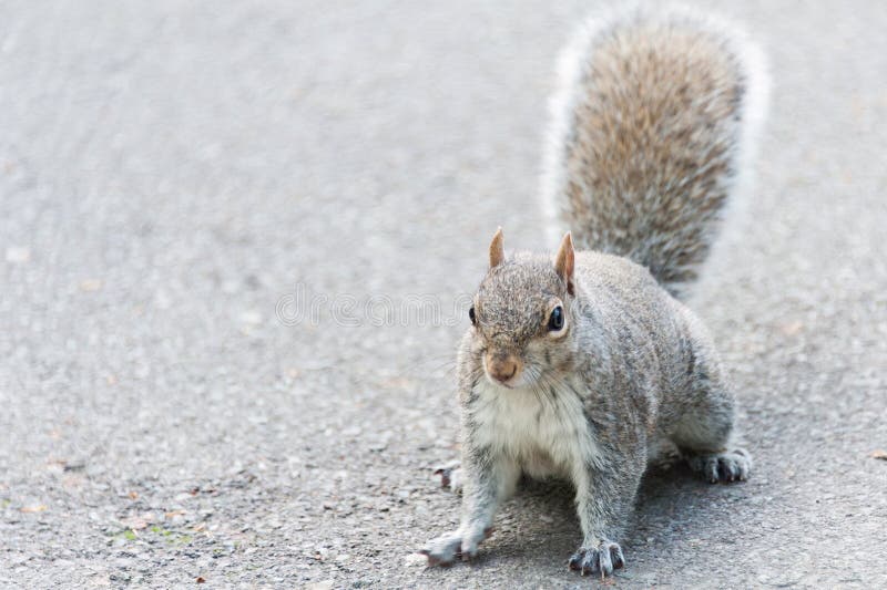 Grey Squirrel Standing on Hind Legs on the a Path Stock Image - Image ...