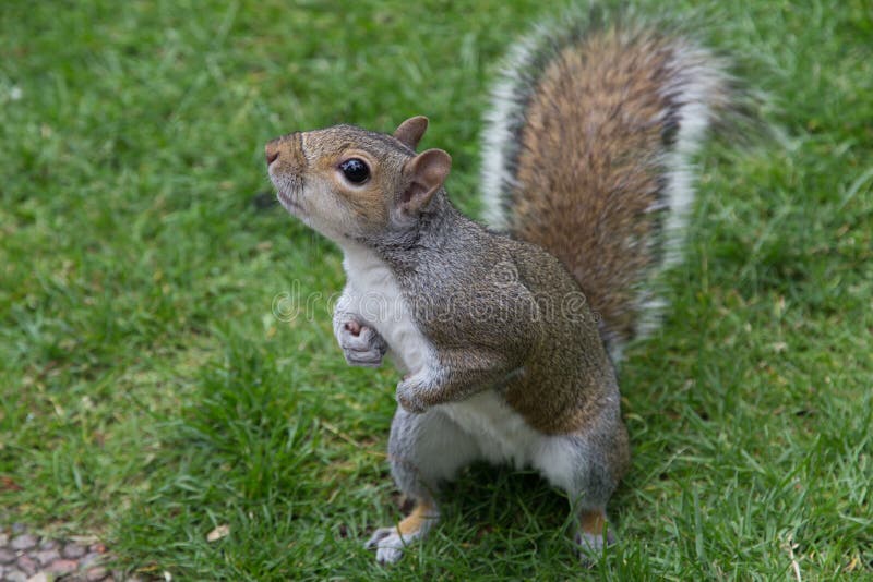 Grey Squirrel stock photo. Image of nature, rodent, tail - 55865560