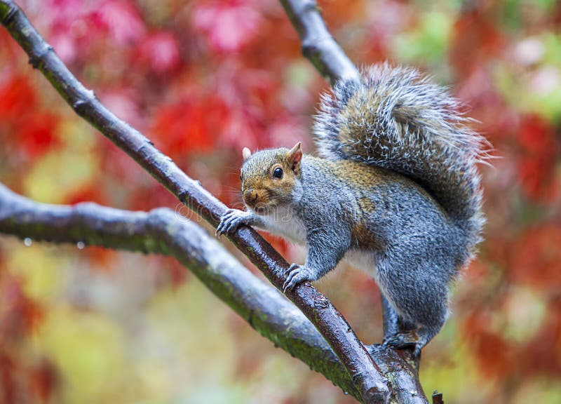 Fat Grey Squirrel Eating Peanut on Snowy Branch Stock Image - Image of ...