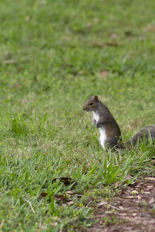 Squirrel Standing And Reaching Stock Photo - Image of bushy, mammal ...