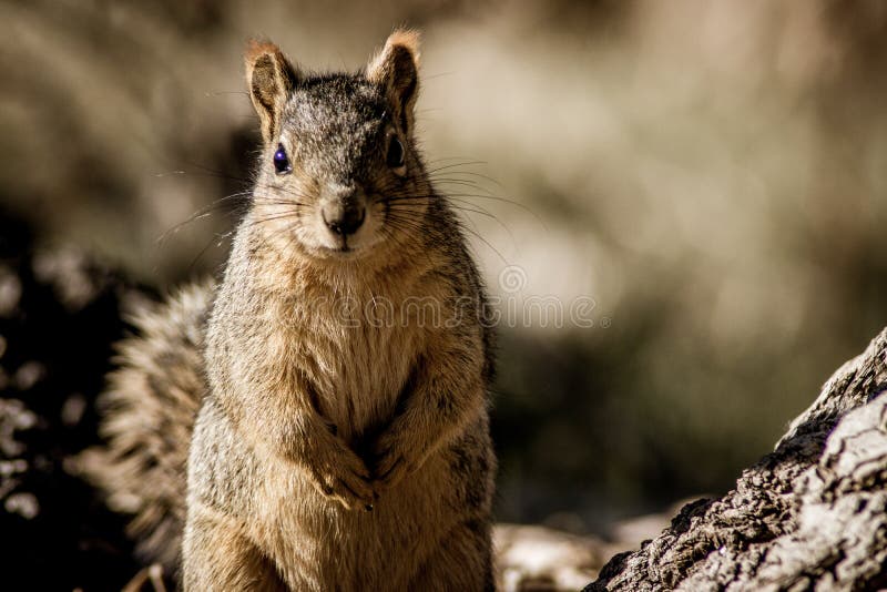 Grey squirrel standing up stock photo. Image of rear - 128862326