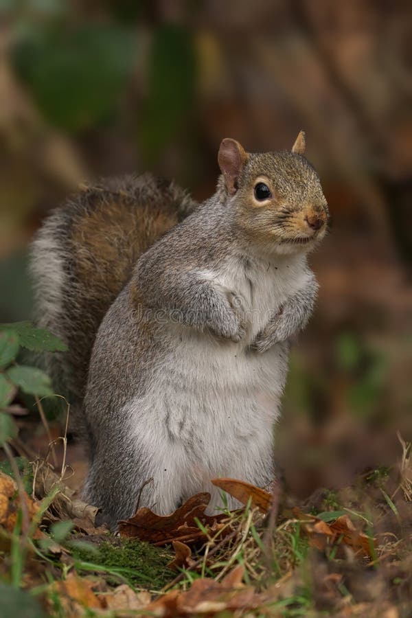 Grey Squirrel Stands on One Foot in a Wooded Environment, Looking Up at ...