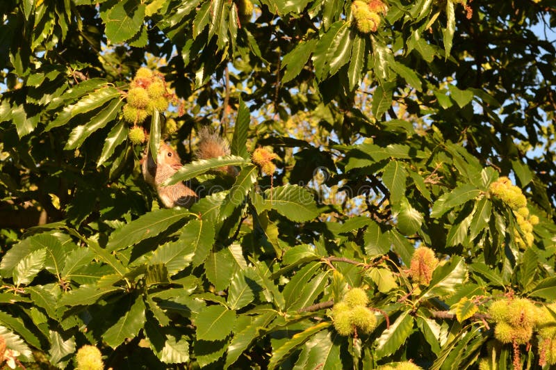 Grey Squirrel Sweet Chestnut Crown Stock Photo - Image of surrounded ...