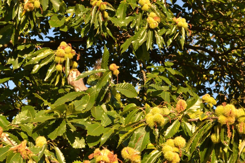 Grey Squirrel Sweet Chestnut Crown Stock Image - Image of sweet, grey ...