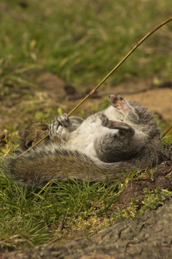 Grey squirrel stock image. Image of gray, american, feet - 54262011