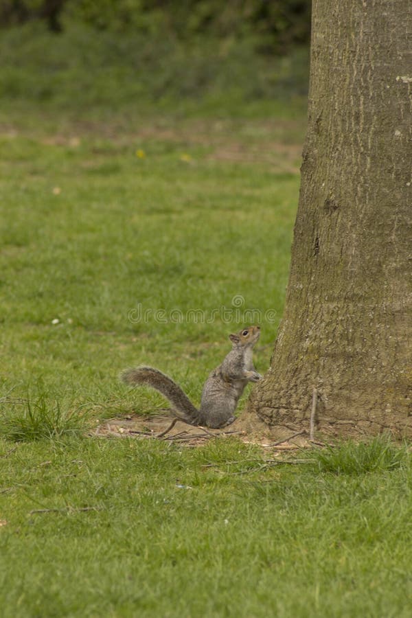 Grey squirrel stock image. Image of brown, feet, hair - 54262065