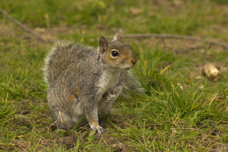 Grey squirrel stock photo. Image of europe, bird, curious - 54268420