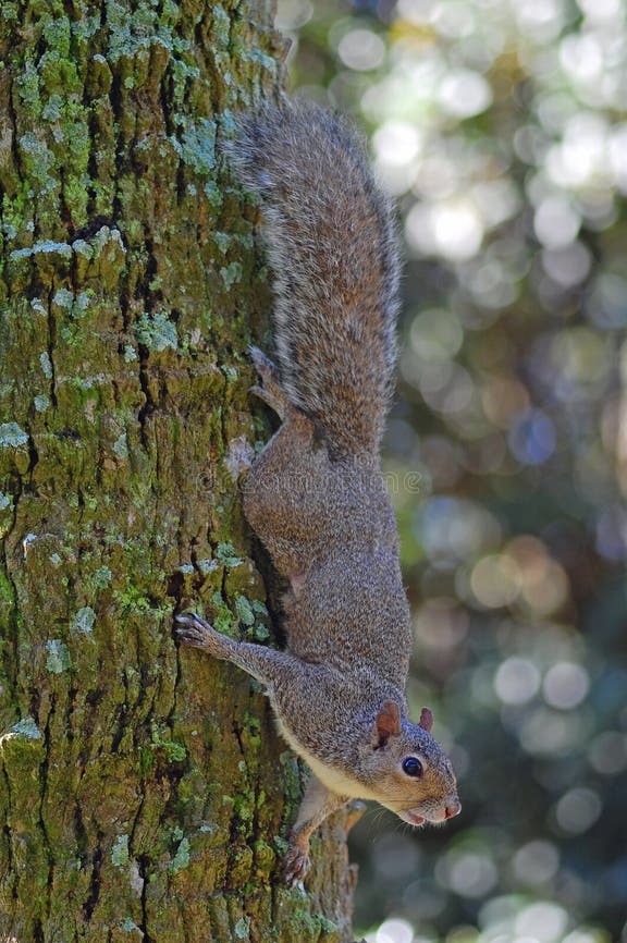Grey squirrel on tree stock photo. Image of fluffy, curious - 10143438