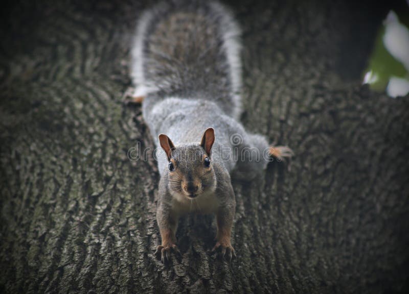 Grey Squirrel on a tree stock image. Image of happy, looking - 27234565