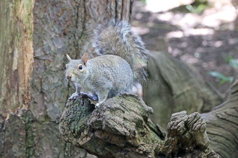 Squirrel stock image. Image of tail, wood, eyes, grey - 16160417