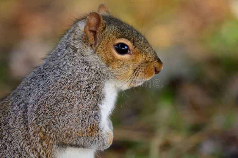 4,618 Head Squirrel Photos - Free & Royalty-Free Stock Photos from ...