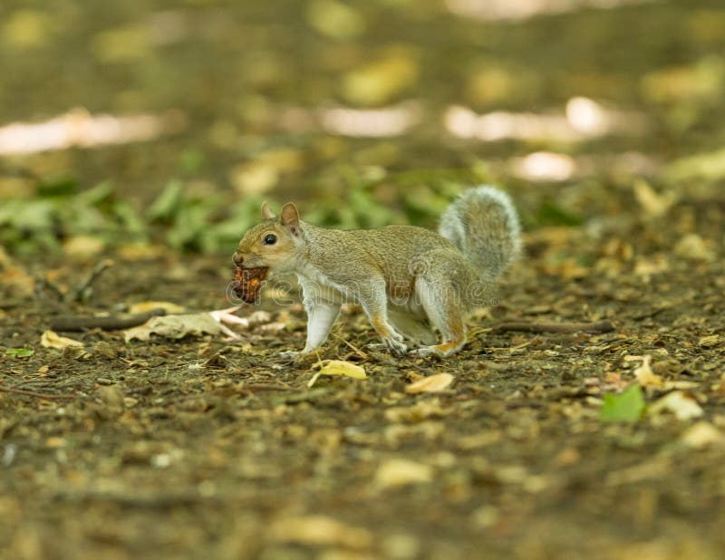 Grey Squirrel walking stock image. Image of funny, mammal - 162038871