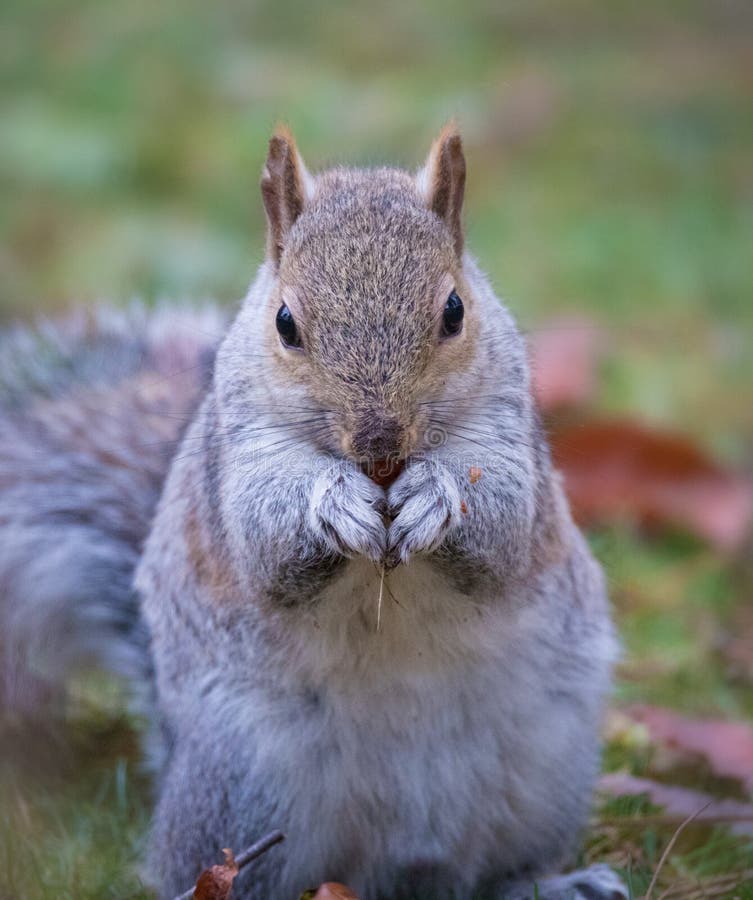 Grey Squirrel stock image. Image of mammal, habitat, tail - 35773753