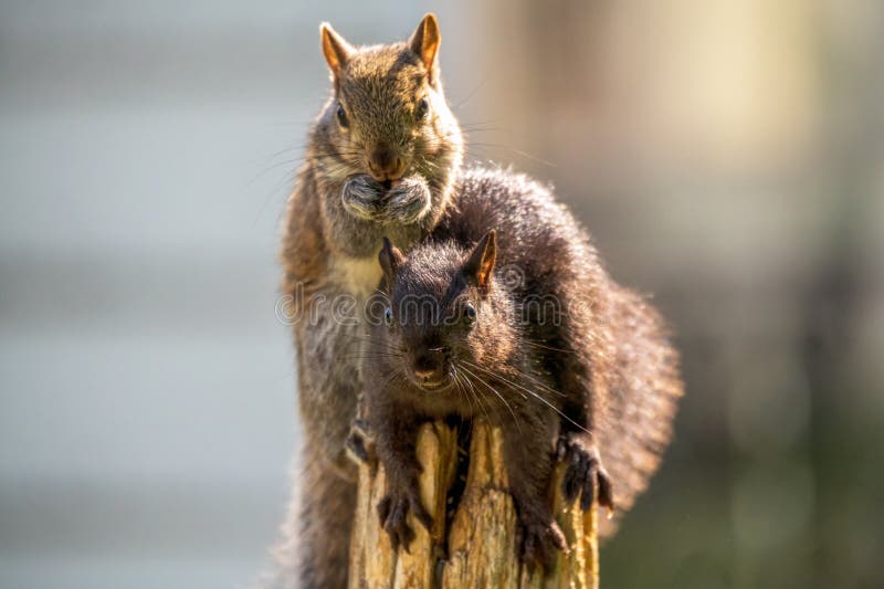 Grey Squirrels Together on a Fence Post Stock Photo - Image of ...