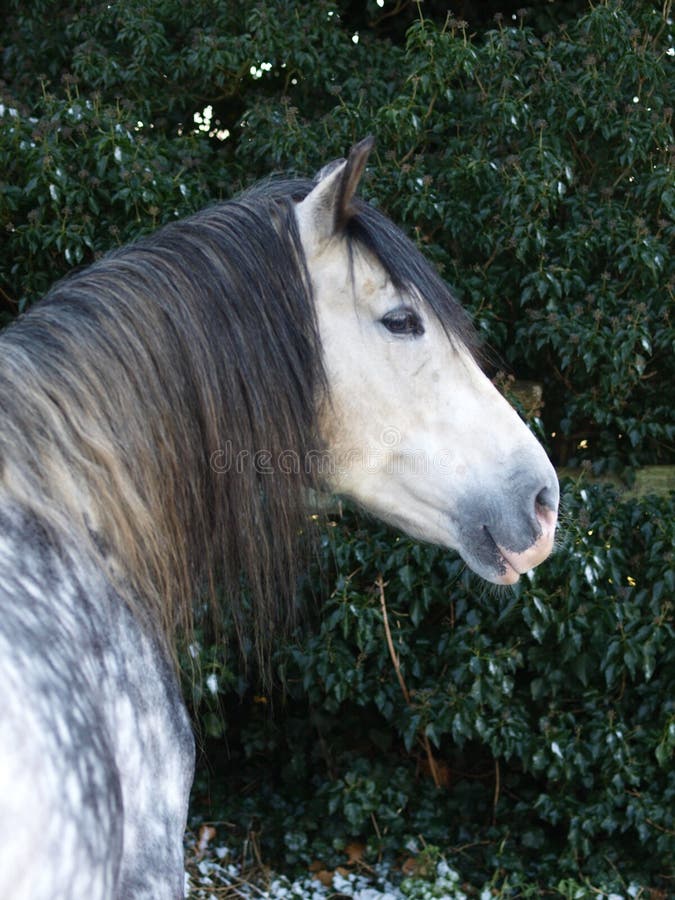 Grey Stallion stock photo. Image of horse, equestrian - 110546280
