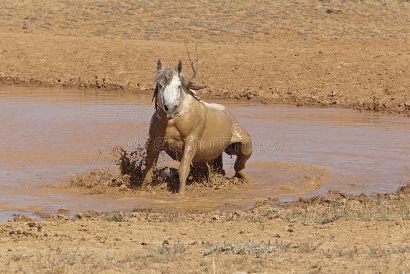 Grey Stallion Taking a Mud Bath Stock Photo - Image of dominant, fauna ...