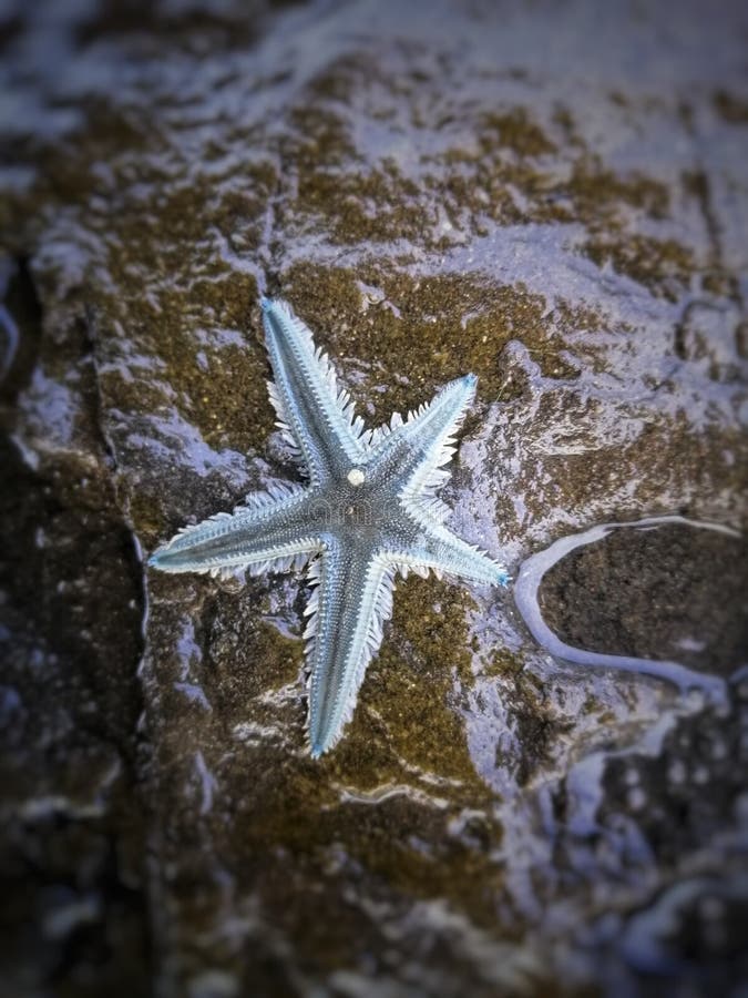 Grey Star fish photo stock photo. Image of animal, grey - 262398380