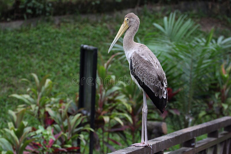 Stark stock photo. Image of water, bird, stark, kuala - 41274564