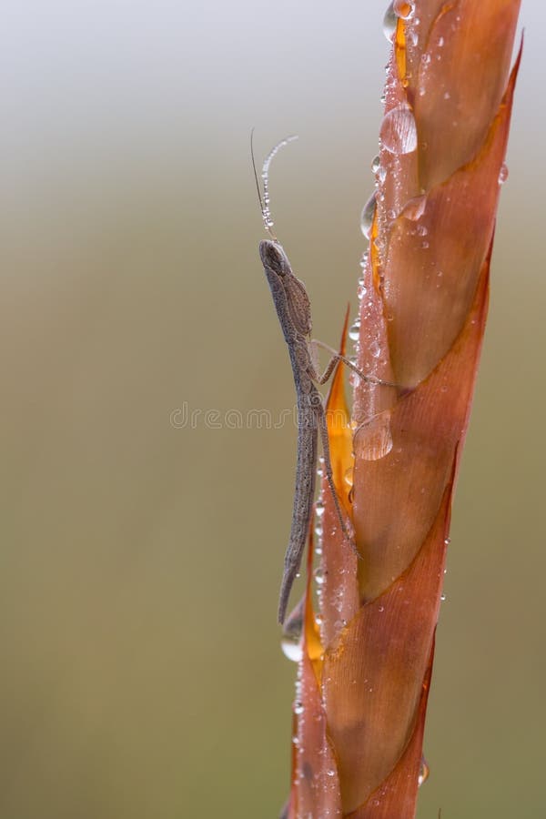 Grey Stick Insect Sitting on Wet Orange Plant Stock Photo - Image of ...