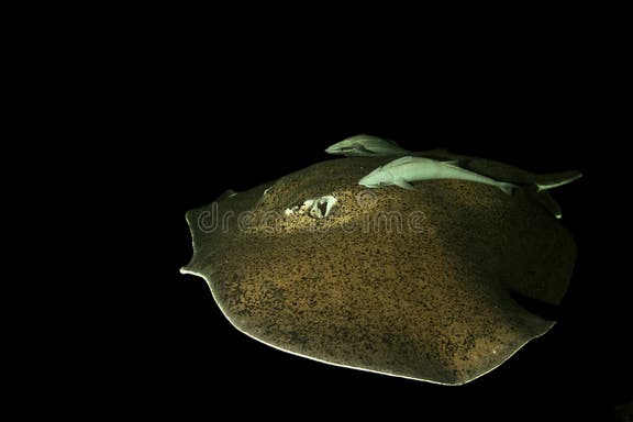 Grey stingray stock image. Image of wildlife, ocean, stingray - 11826359