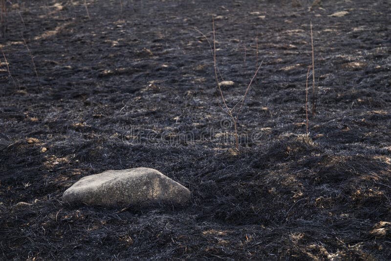 Grey Stone on a Burnt Grass Ground after Wildfire. Environmental ...