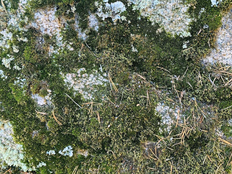 Grey Stone with Green Aged Moss, Background Texture, Moist. Green ...
