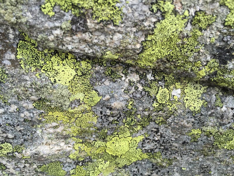 Grey Stone with Green Spots Stock Image - Image of surface, mineral ...