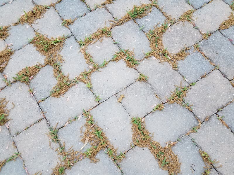 Grey Stone Tiles and Pollen on Ground and Weeds Stock Image - Image of ...