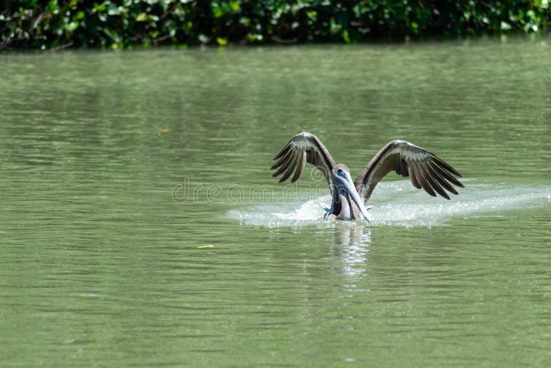 Grey Stork Swimming in the Lake during Daytime Stock Photo - Image of ...