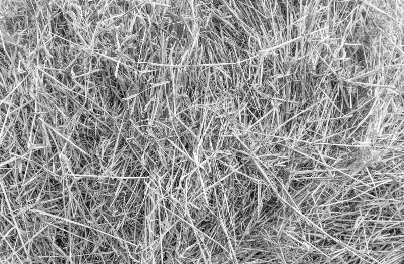 Grey Straw Background Texture, Gray Thatch Heap, Dried Grass Texture ...