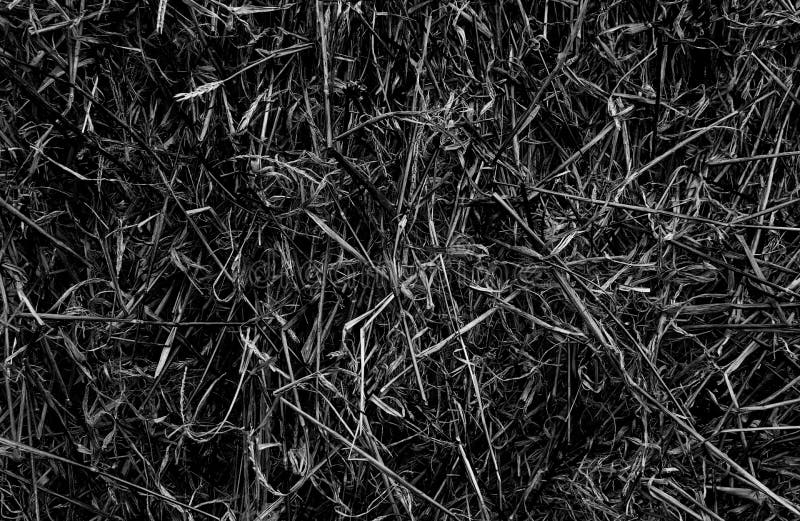 Grey Straw Background Texture, Gray Thatch Heap, Dried Grass Texture ...