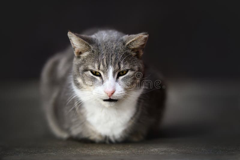 Grey Stray Cat Lying Outdoors, Close Up Portrait Stock Photo - Image of ...