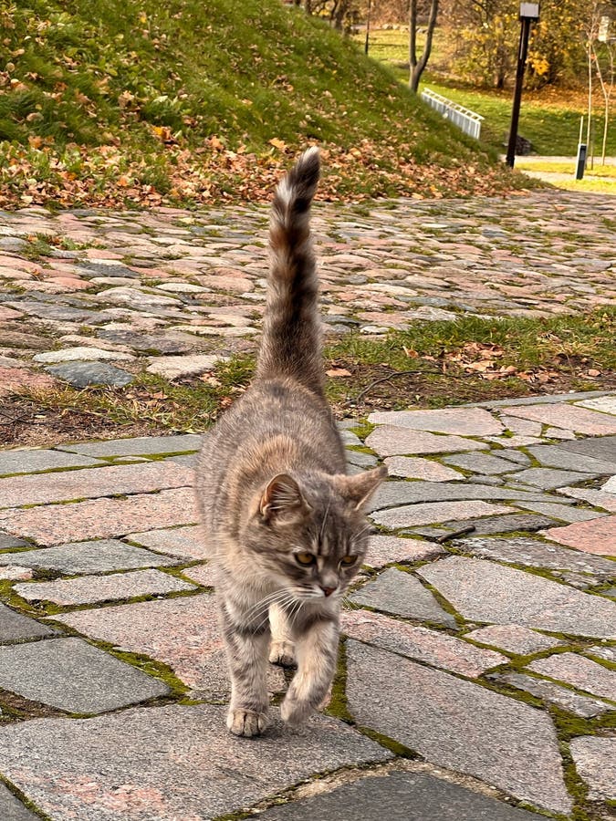 A Grey Striped Cat with a Raised Tail Walks Stock Photo - Image of ...