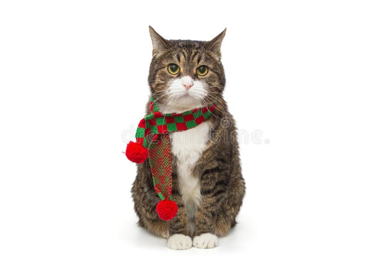 Grey, Striped Cat in a Red Scarf Stock Photo - Image of looking ...