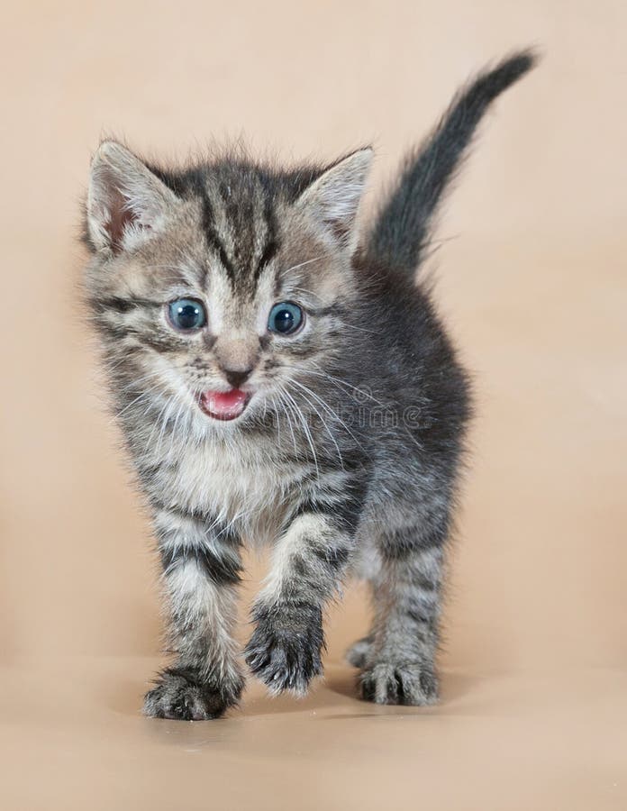 Grey Striped Kitten Sitting on Blue Stock Image - Image of veterinarian ...