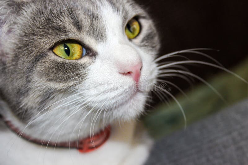 A Grey-striped Yellow-eyed House Cat Stock Photo - Image of house, home ...