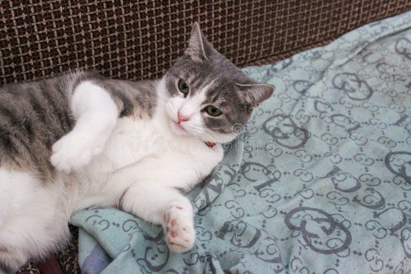 A Grey-striped Yellow-eyed House Cat Stock Photo - Image of domestic ...