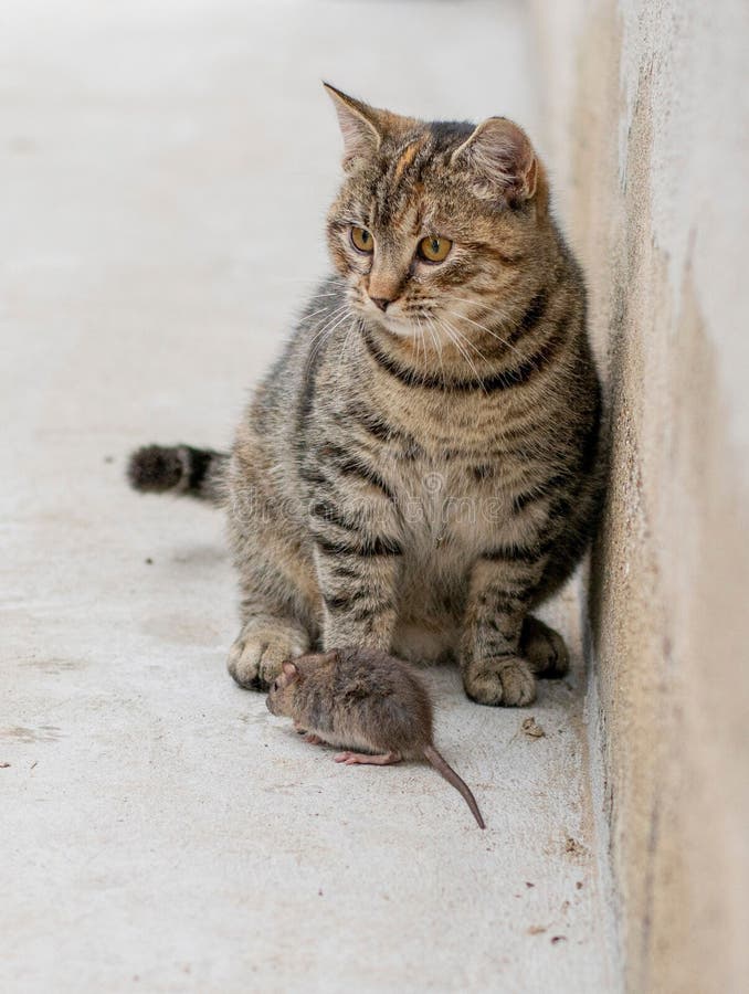 Grey Stripped Cat Catching a Small Grey Mouse Stock Image - Image of ...